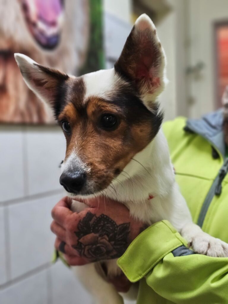 Coco hat sein Zuhause gefunden – Tierheim Butzbach